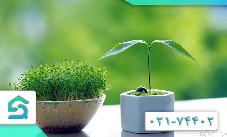 سبزه ماش سبزی سال و اولین جزء سفره هفت سین - سرویک